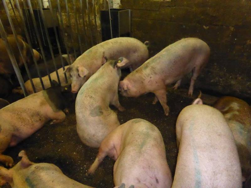 Bezoek aan een klein slachthuis vlakbij Utrecht (NL) - Eyes on Animals