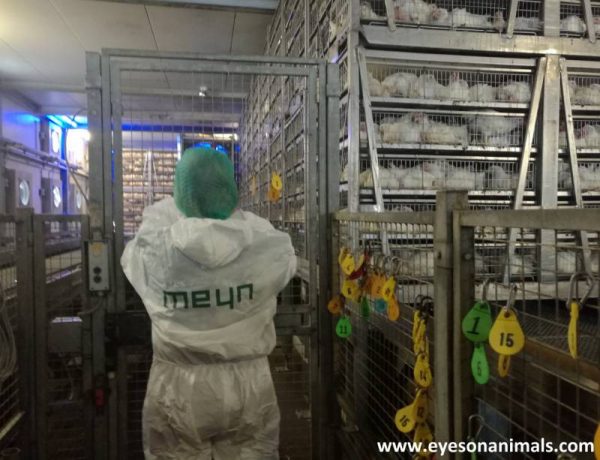 Visit to the poultry slaughterhouse Storteboom in Kornhorn