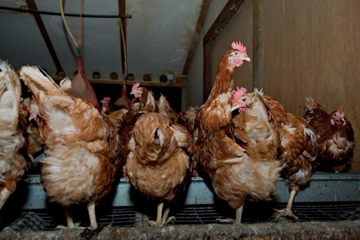 Talk with Demeter about chicken-catching methods