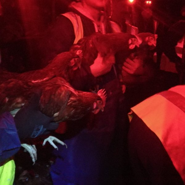 Poultry sector England Eyes on Animals upright catching method