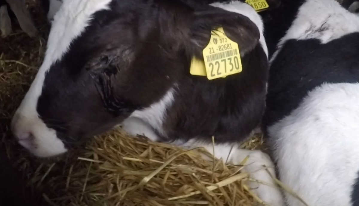 New film: From Holland to Hell: Dutch cattle slaughtered in Lebanon and ...