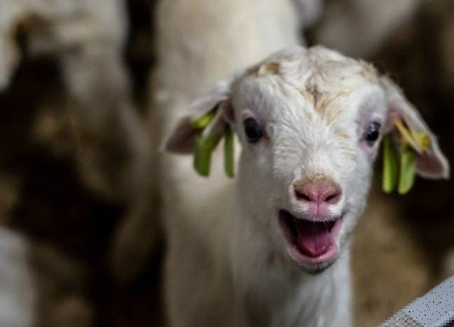 Motion further reduce death rate among male goat kids goat dairy industry