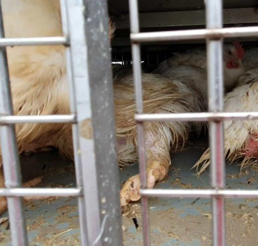 Deformed legs suffering broiler chickens illegal transport