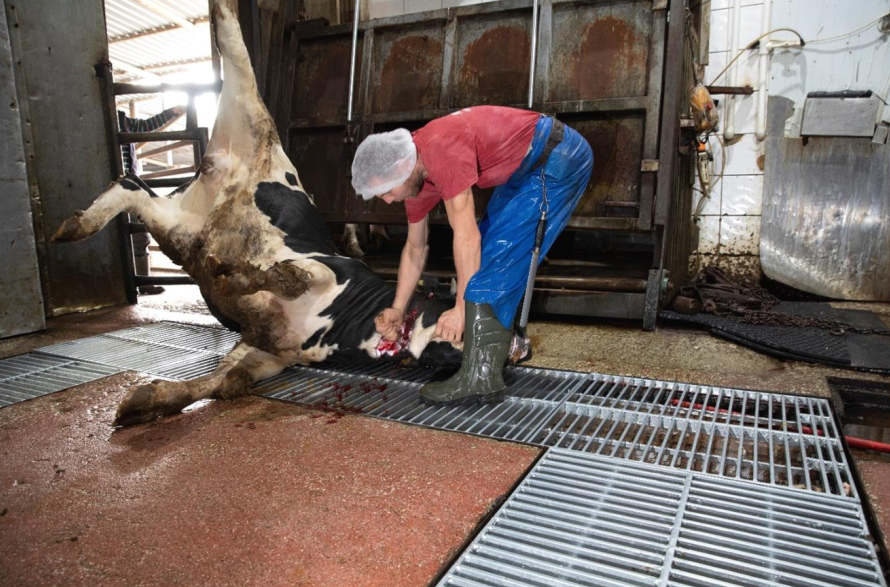 EonA published new essay on Islamic rules during slaughter - Eyes on ...