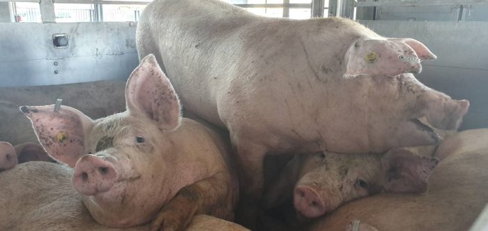 Heat stress inspection pig slaughterhouse Van Rooi Helmond