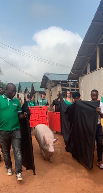 Ampoma farm and slaughter slab Ghana