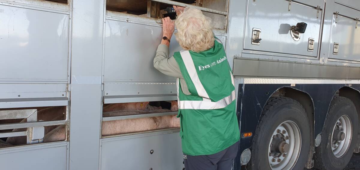 Visit to Van Rooi pig slaughterhouse in Helmond (NL) during heat