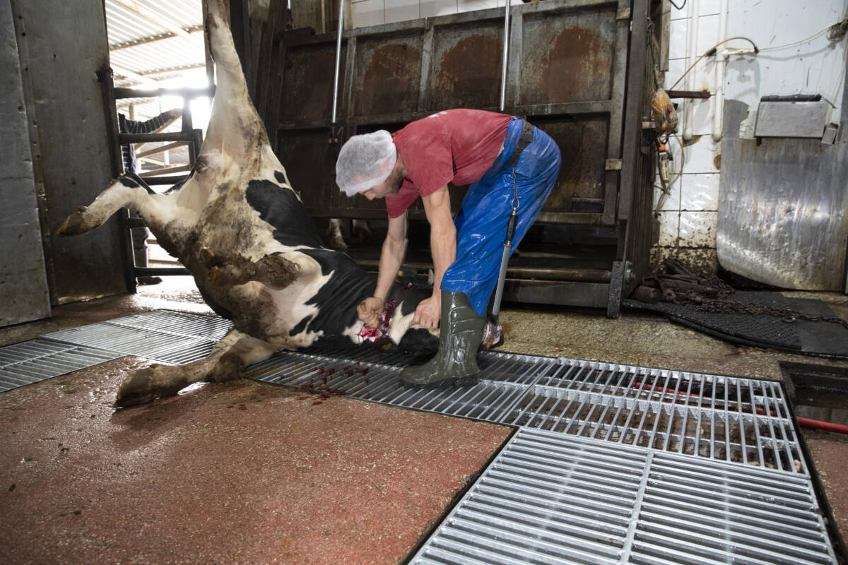 Rebutal to Dr. Katme’s claim that slaughter on fully conscious animals ...
