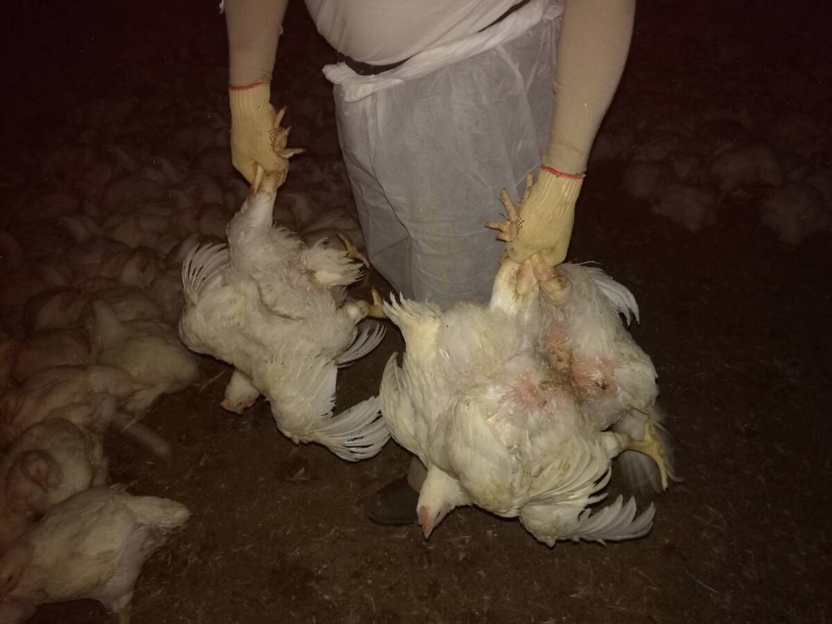 Vermeende arbeidsuitbuiting bij ‘International Poultry Services’